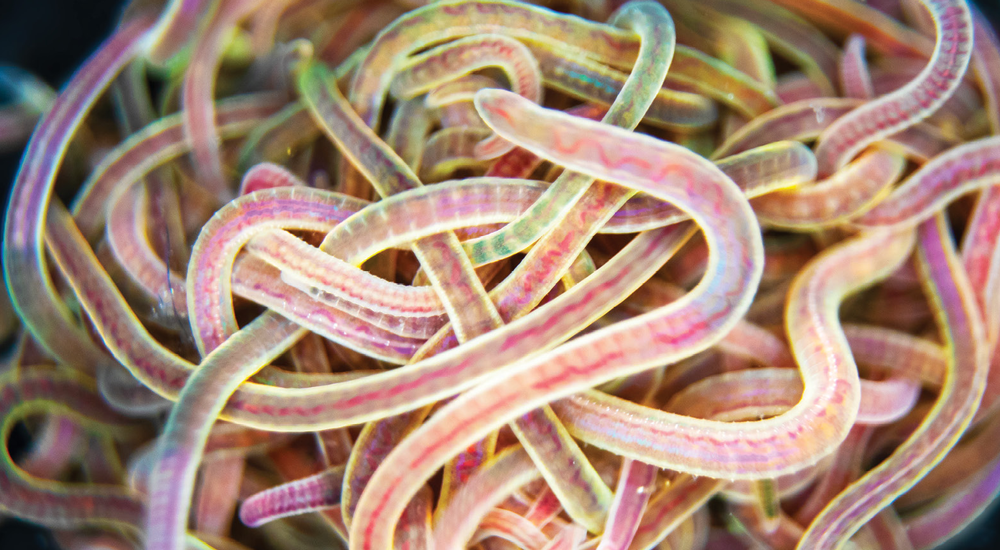 Bioengineering and Bioscience Overview | Research